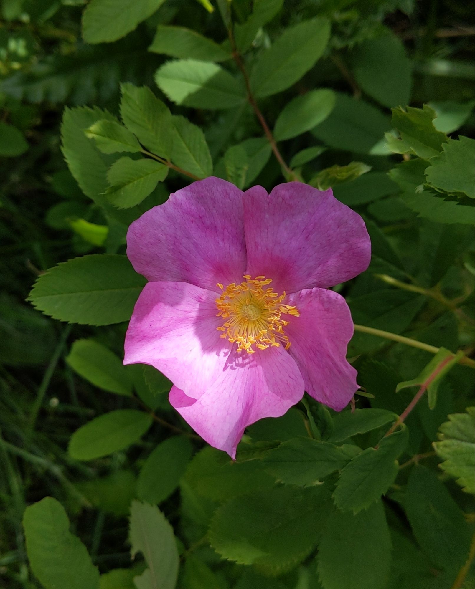 Rose Garden – Boyle Park Media